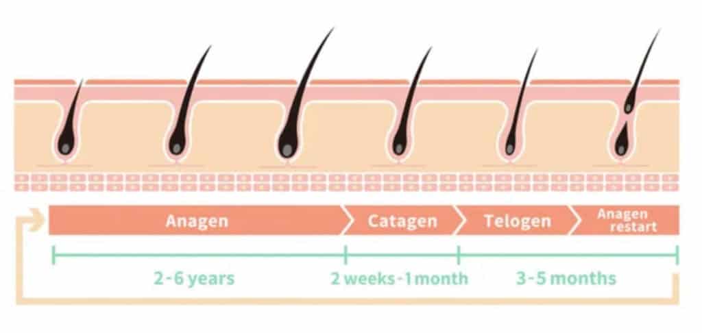 Hair Growth Cycle: 4 Stages Explained - Harley Street HTC